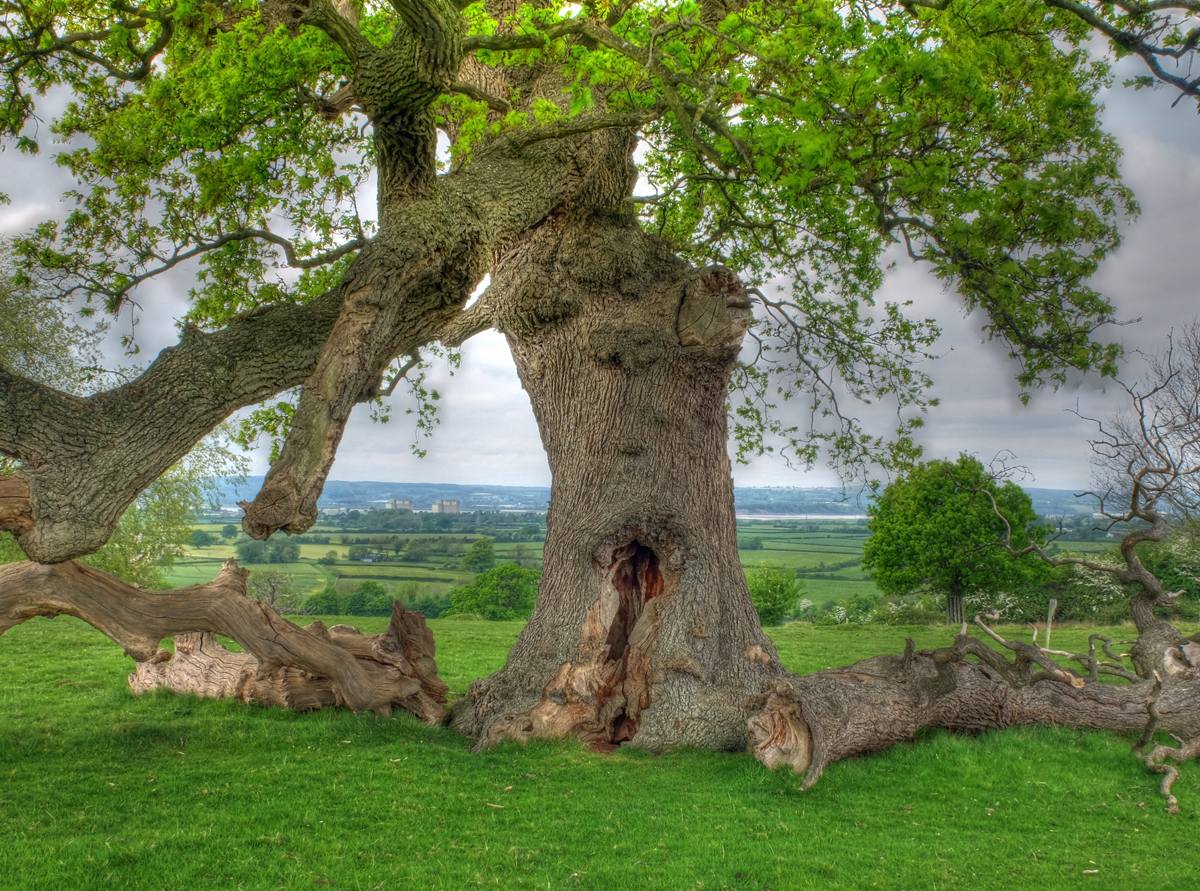 The Berkeley deer park | Martin's Mag.